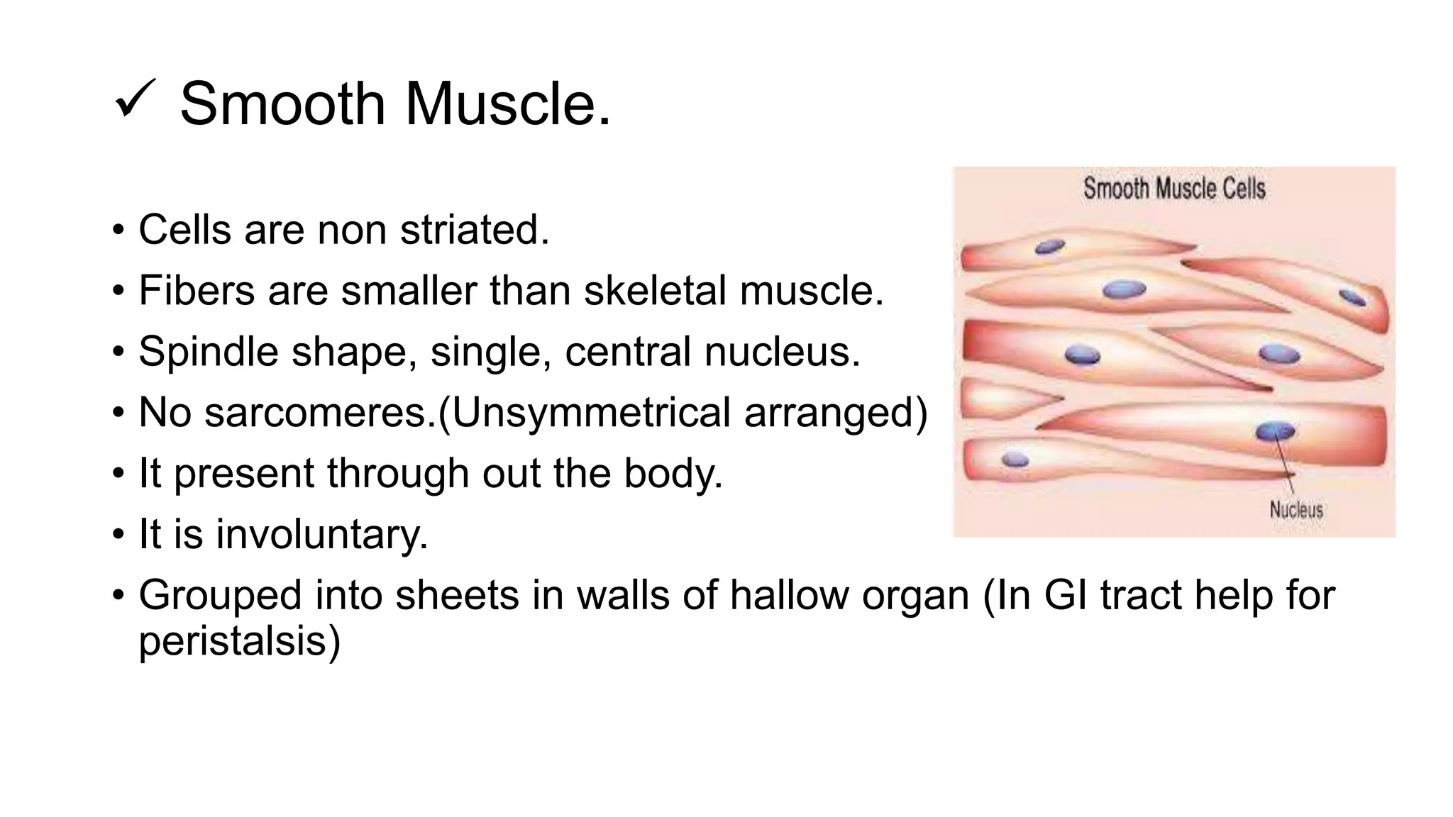 Muscular System.pptx