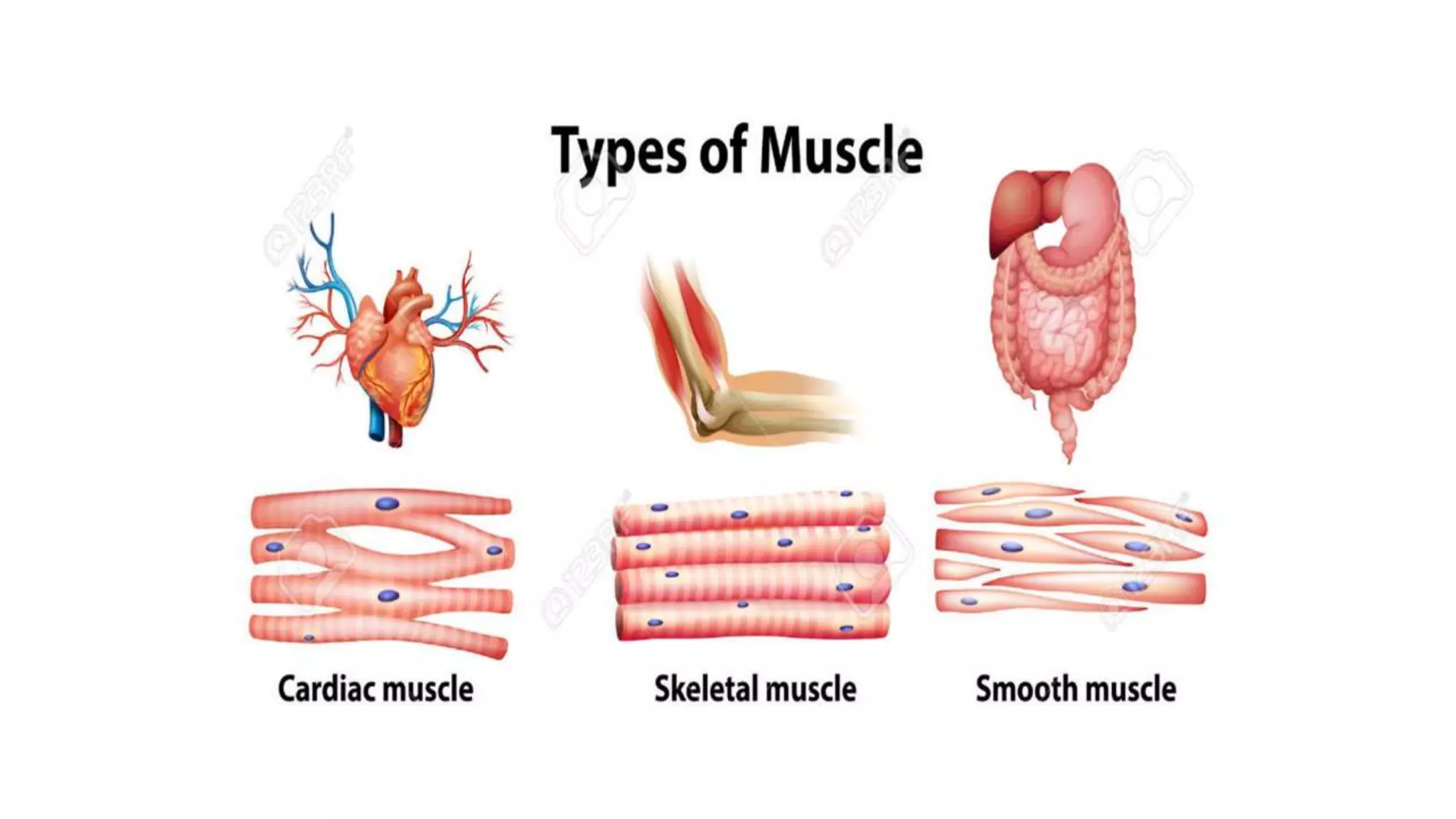 Muscular System.pptx