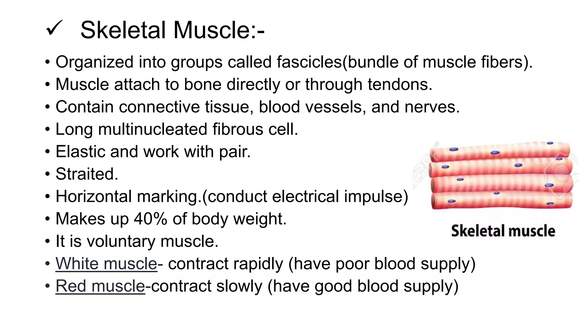 Muscular System.pptx