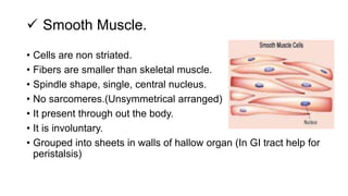 Muscular System.pptx