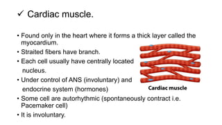 Muscular System.pptx