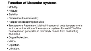 Muscular System.pptx