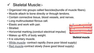 Muscular System.pptx