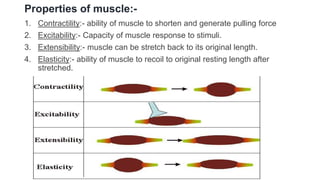Muscular System.pptx
