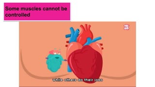 Muscular System.pptx | Bodybuilding | Sports