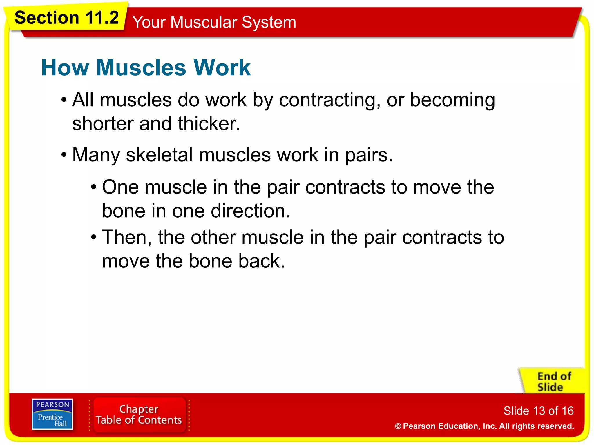 Muscular System.ppt