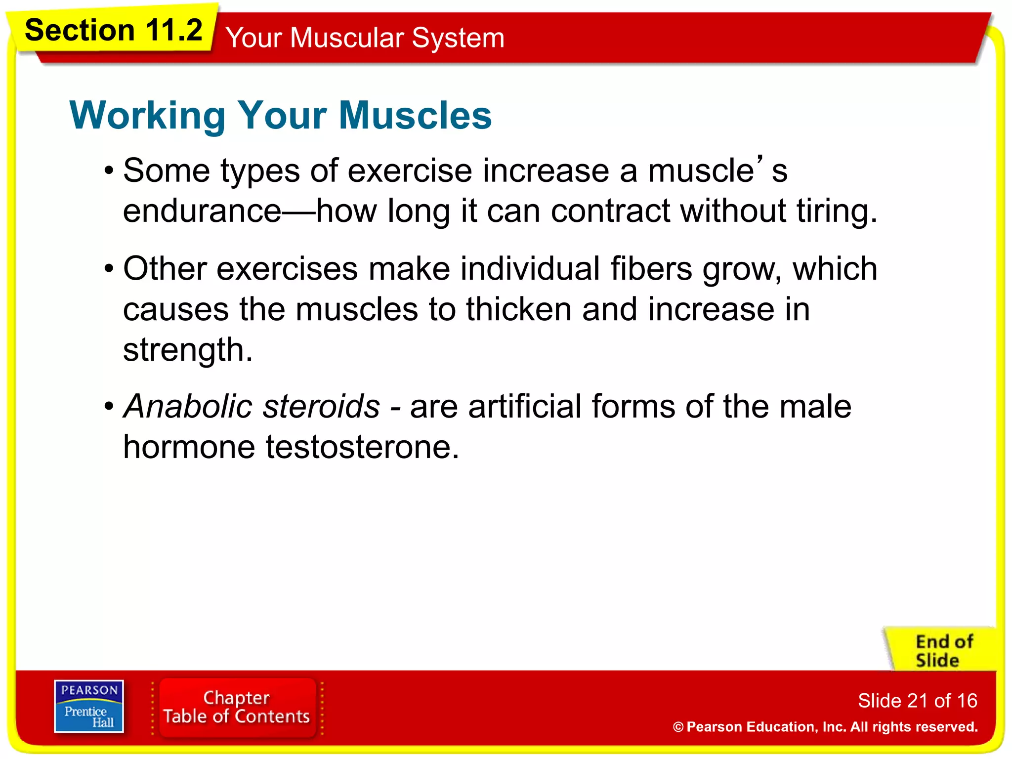 Muscular System.ppt