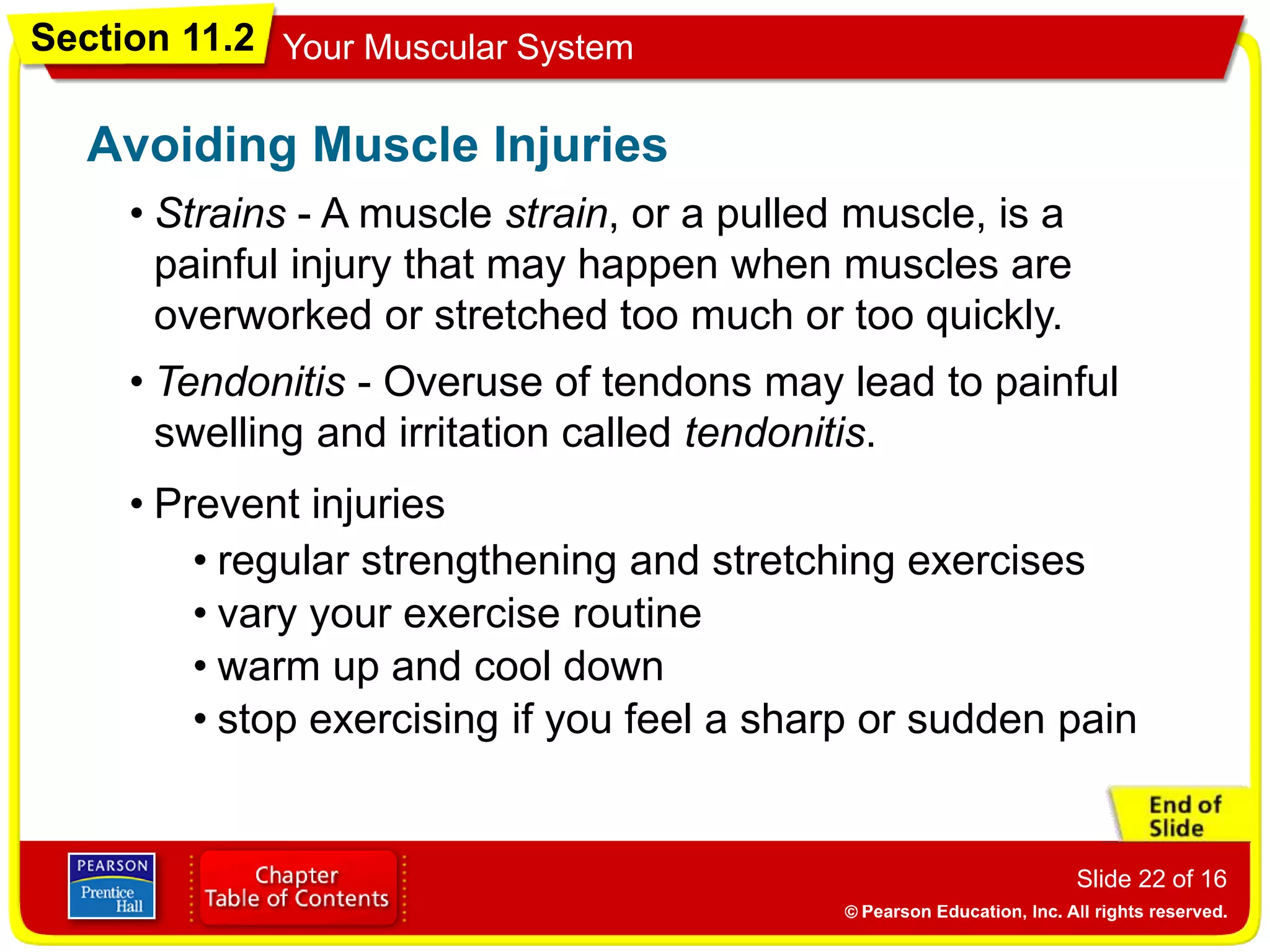 Muscular System.ppt