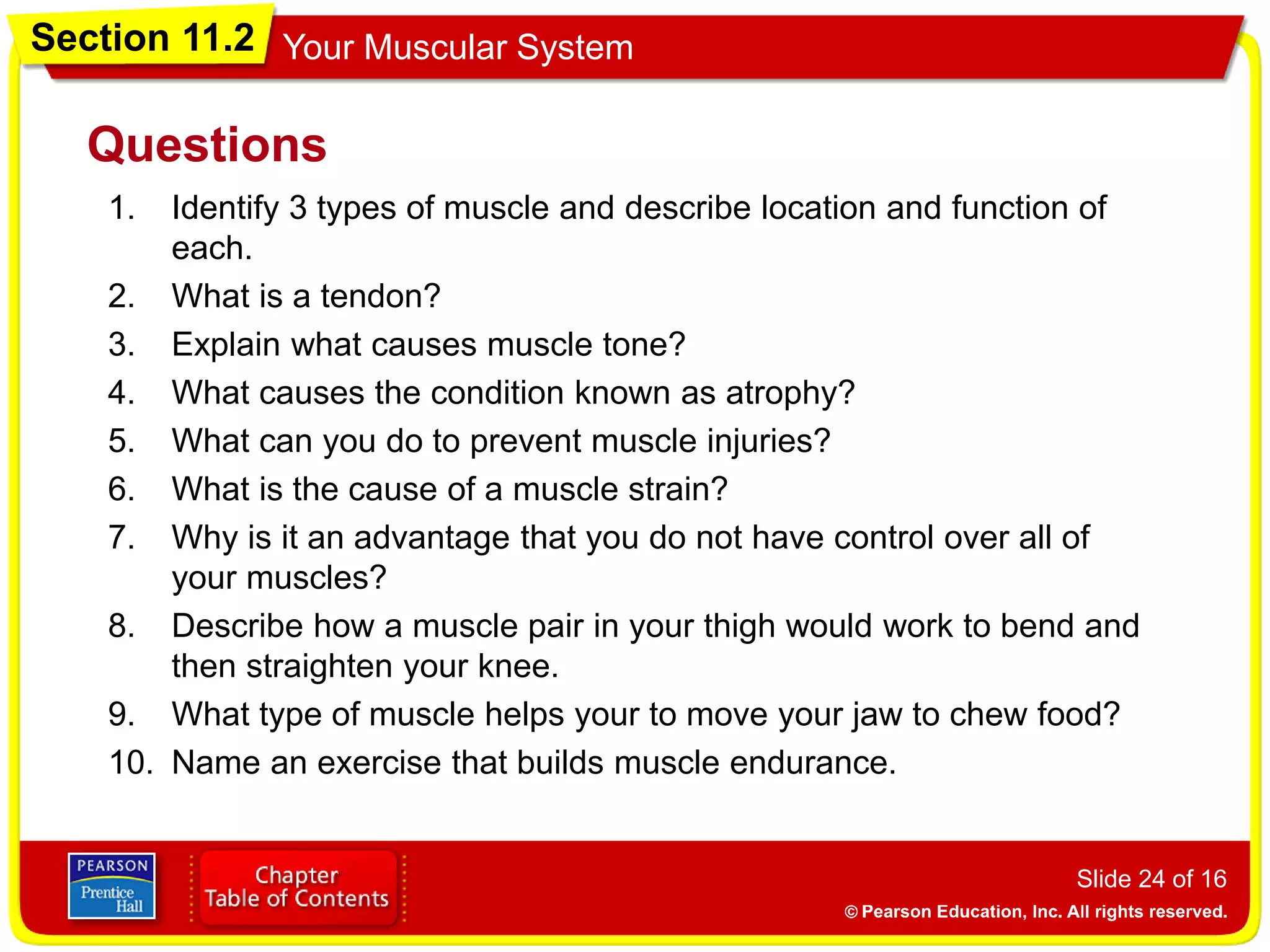 Muscular System.ppt
