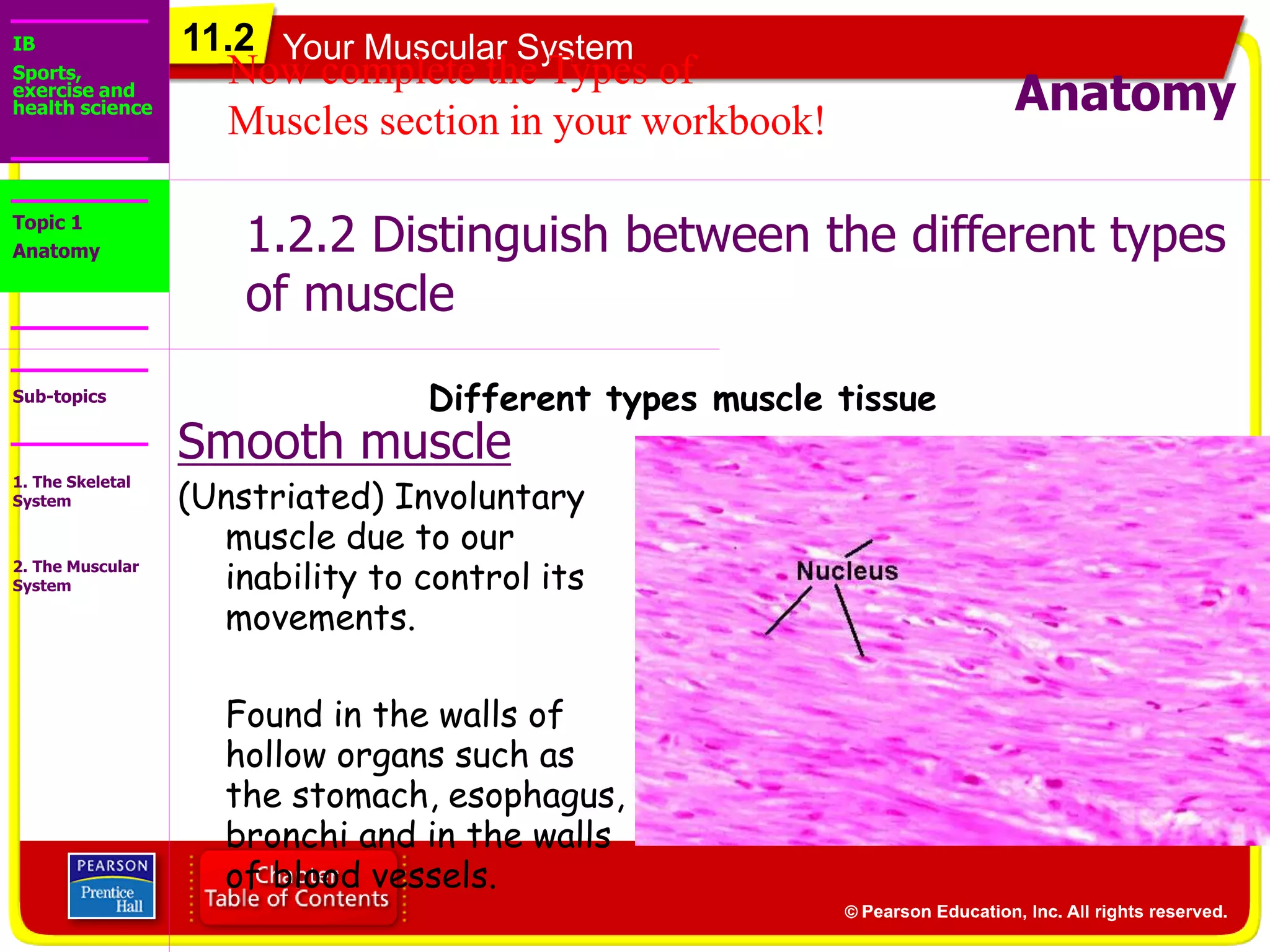 Muscular System.ppt