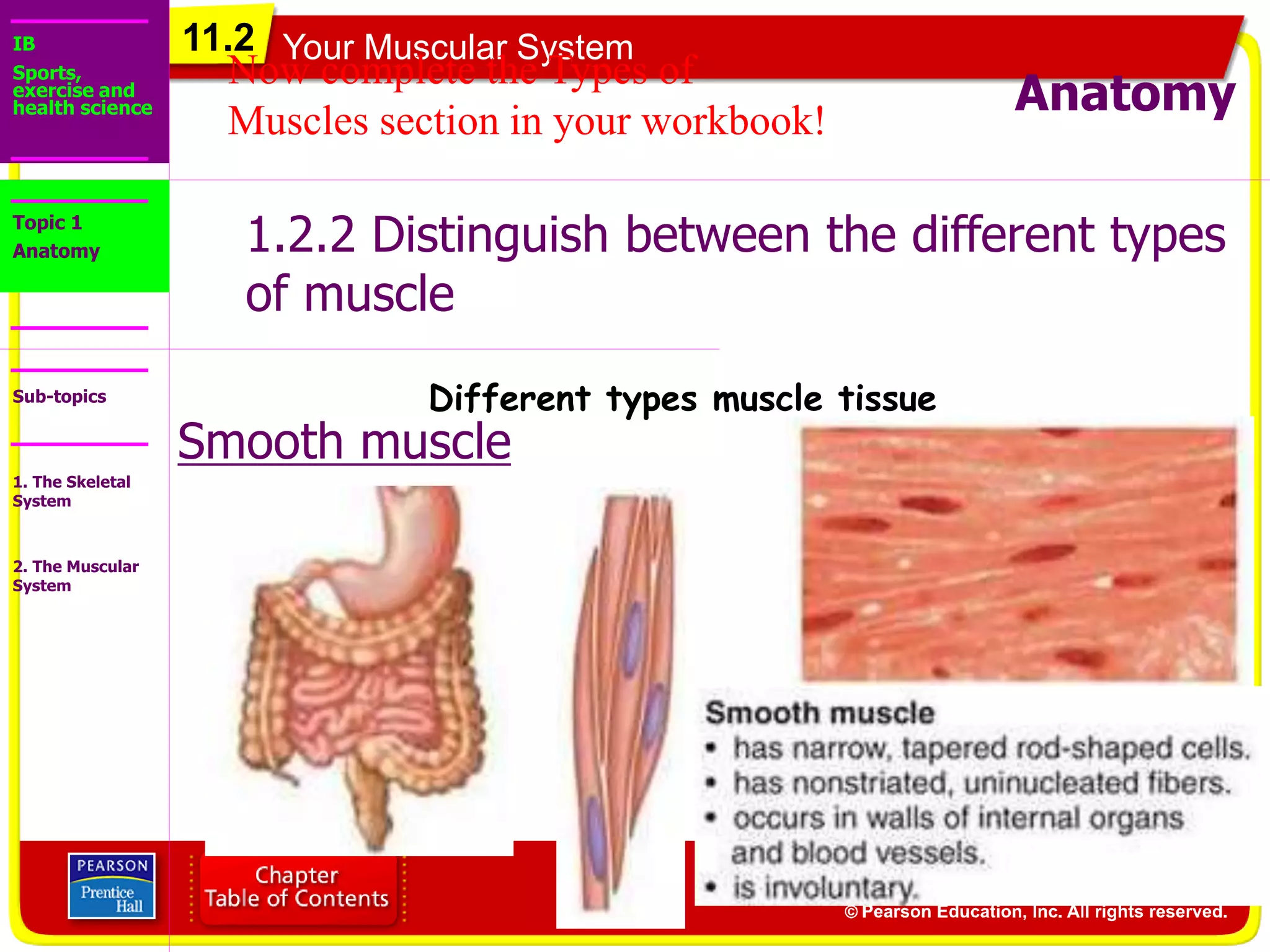 Muscular System.ppt