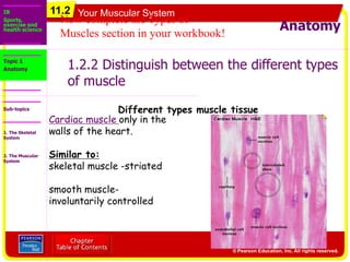 Muscular System.ppt