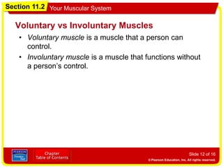 Muscular System.ppt
