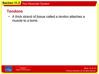 Muscular System.ppt