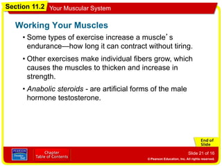 Muscular System.ppt