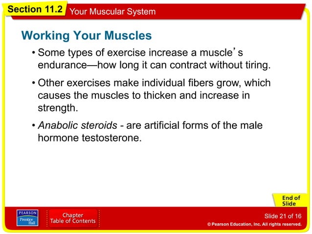 Muscular System.ppt