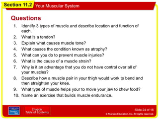 Muscular System.ppt