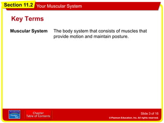 Muscular System.ppt