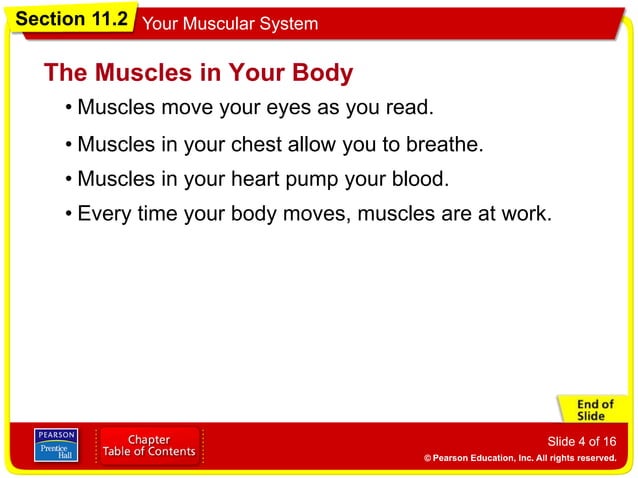 Muscular System.ppt