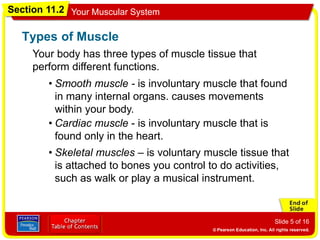 Muscular System.ppt