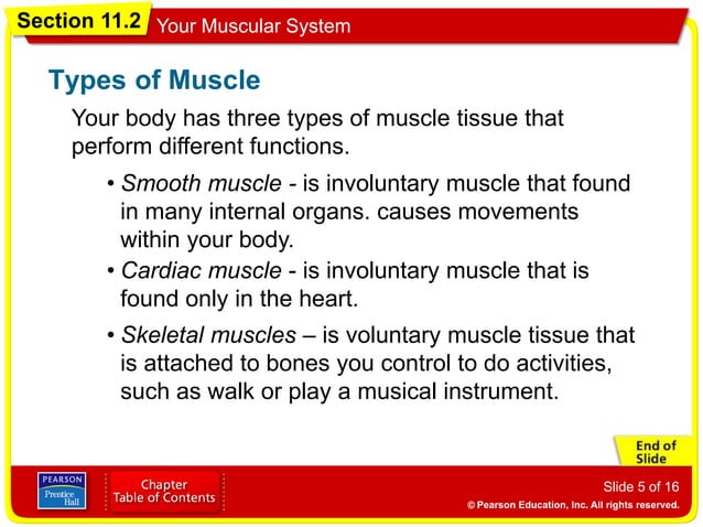 Muscular System.ppt