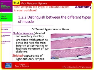 Muscular System.ppt