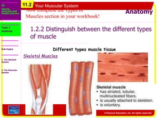 Muscular System.ppt