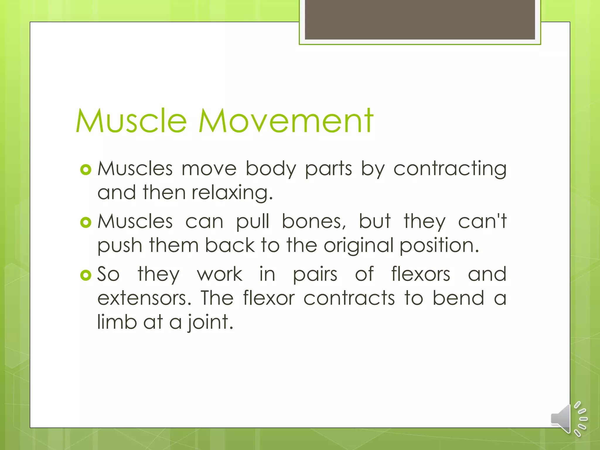 Muscular System.pdf