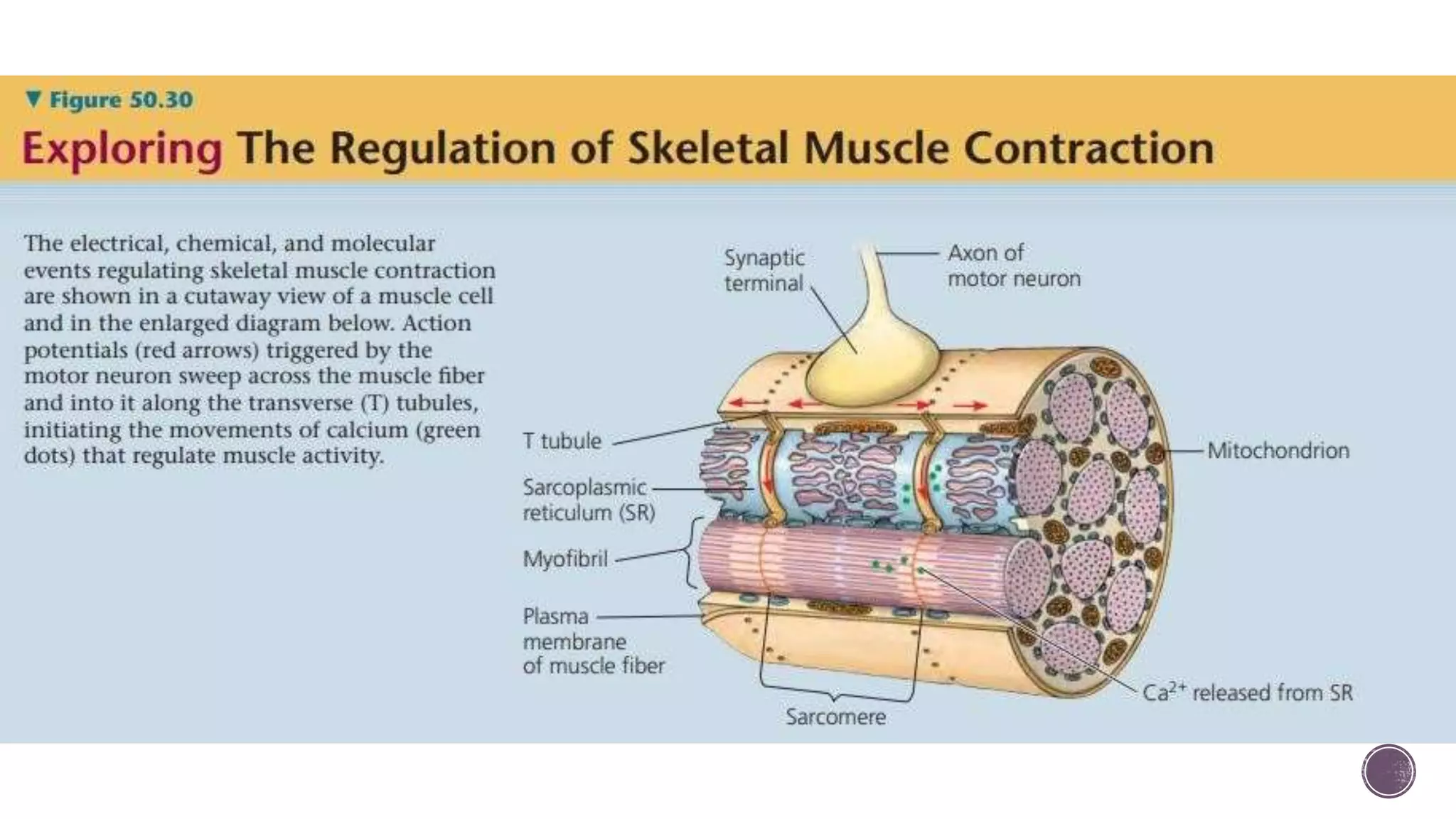 Muscular System.pptx