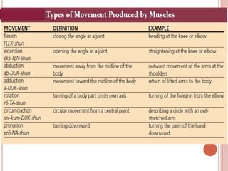 Muscular system.pptx