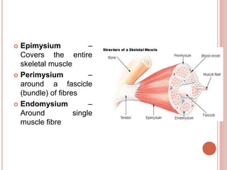 Muscular system.pptx