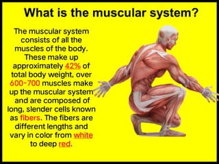 600 Muscles In The Body