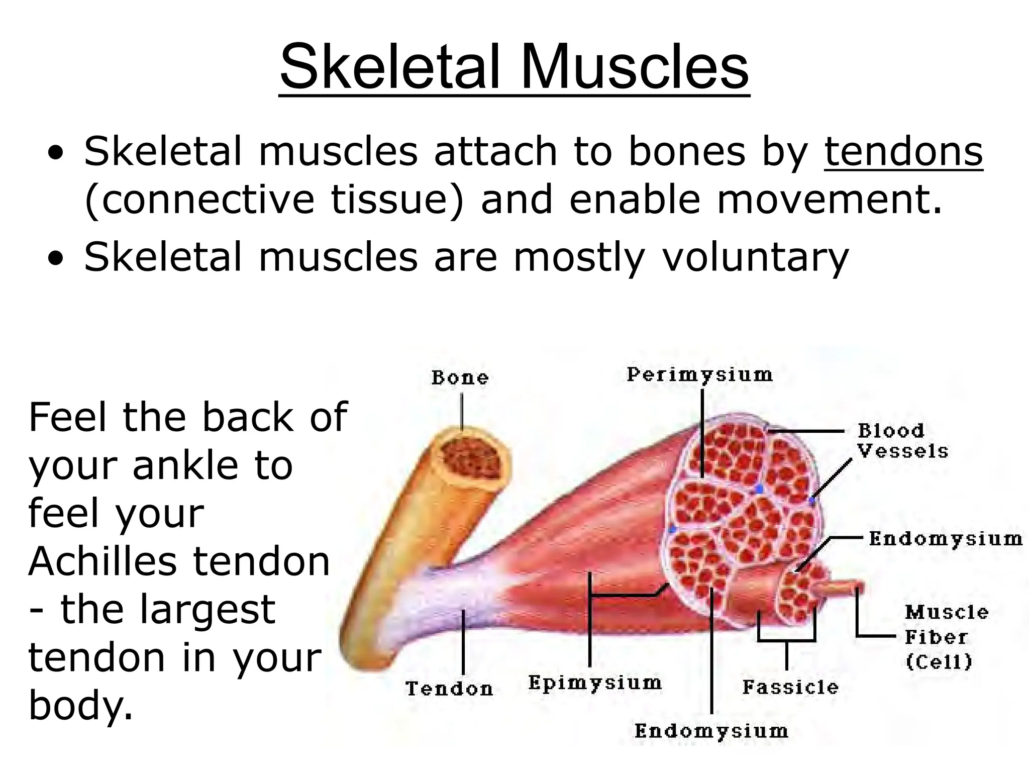 Muscular System............ Anatomy ang Physiology | PDF