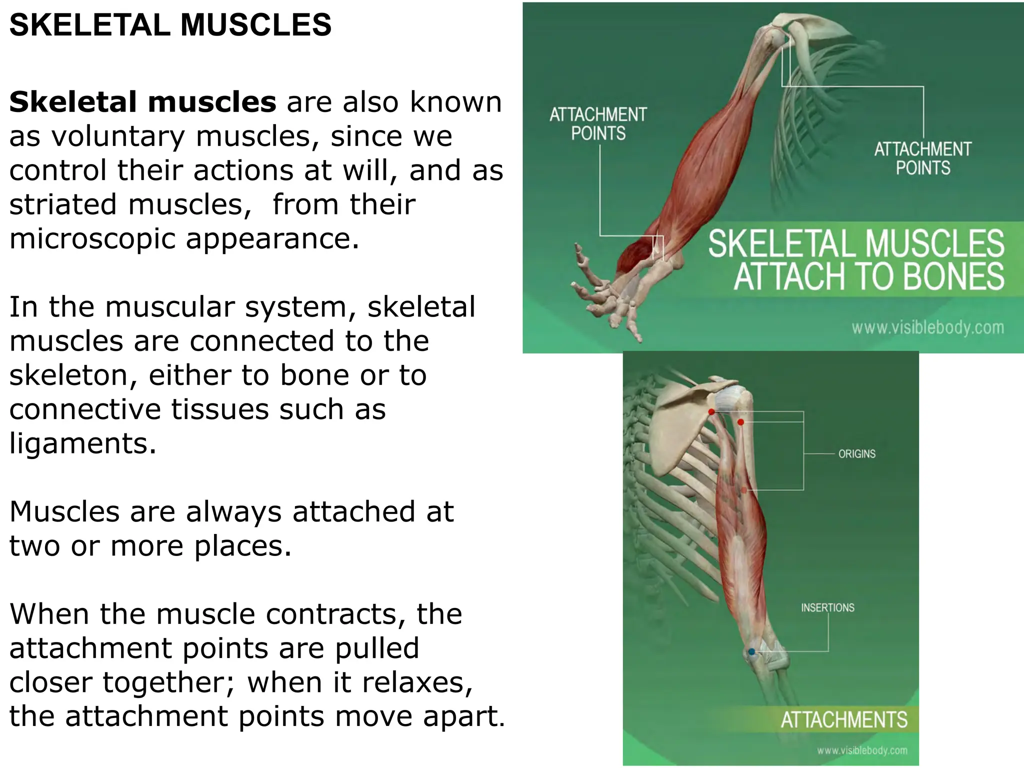Muscular System............ Anatomy ang Physiology | PDF