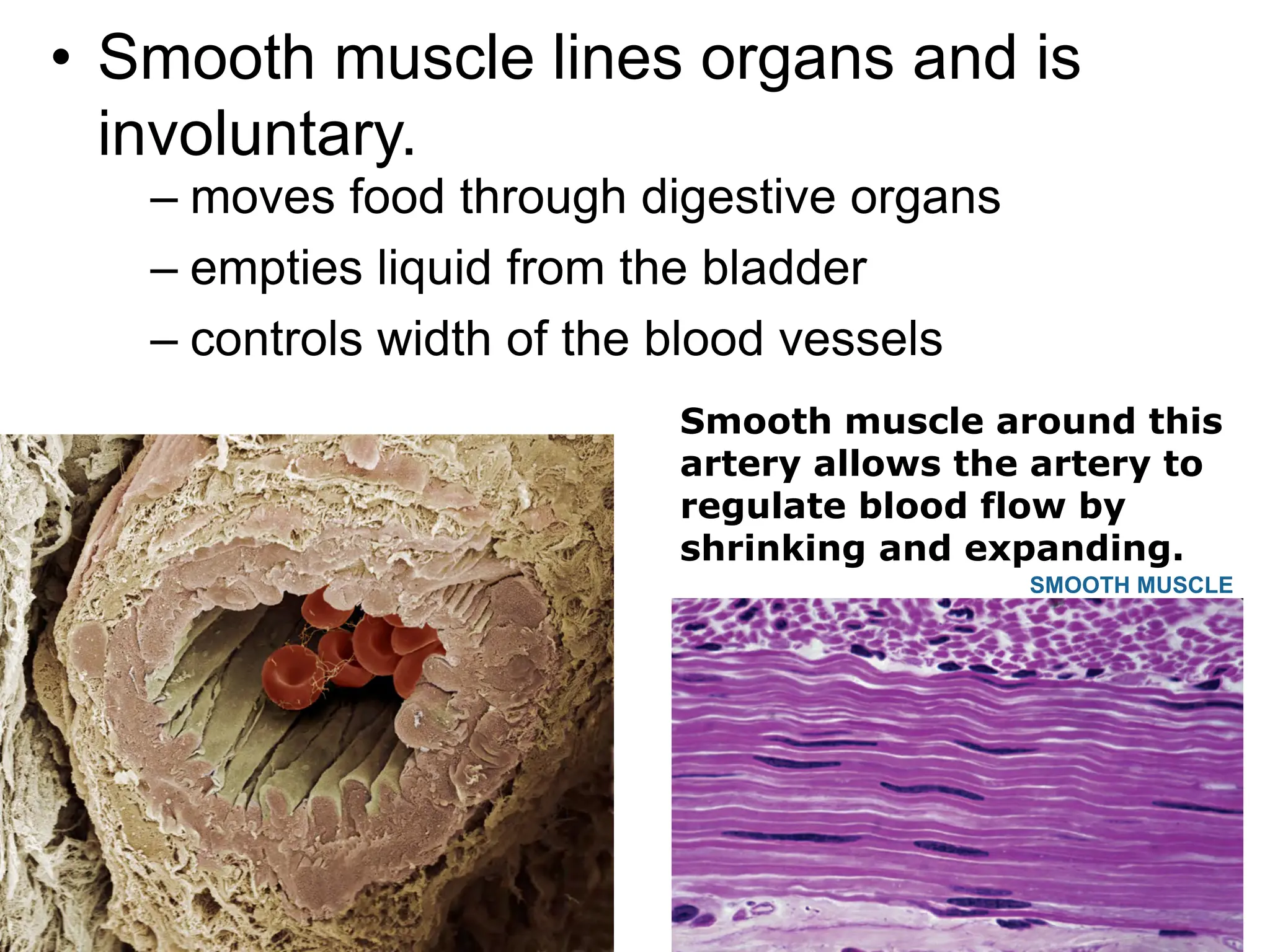 Muscular System............ Anatomy ang Physiology | PDF