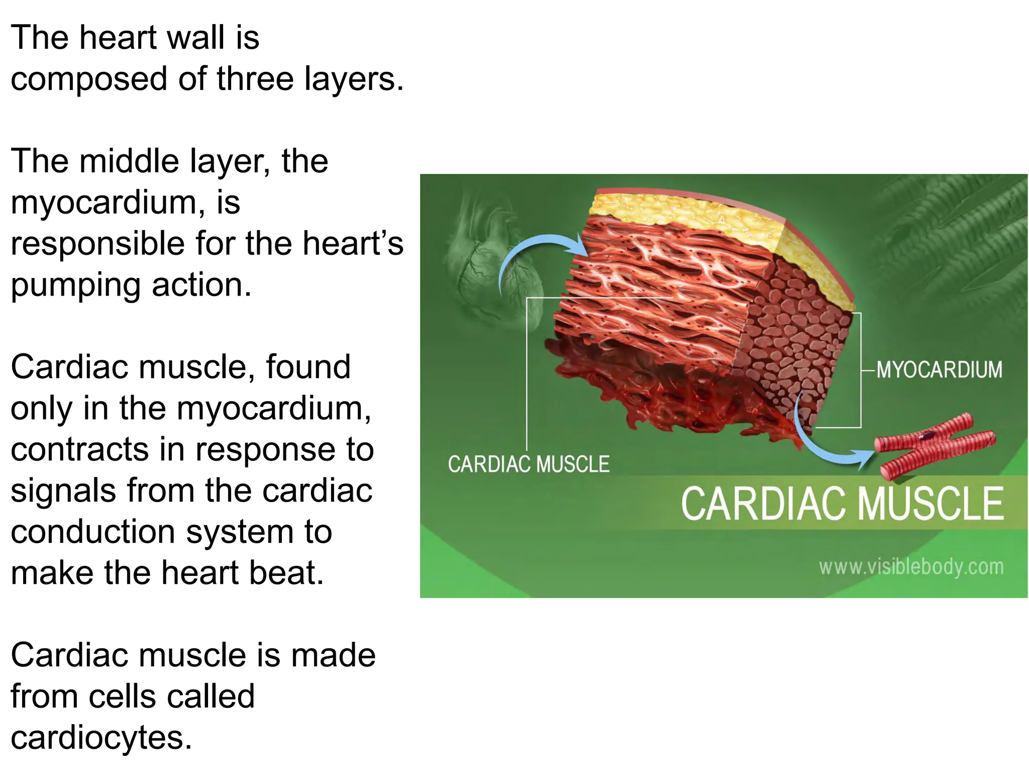 Muscular System............ Anatomy ang Physiology | PDF