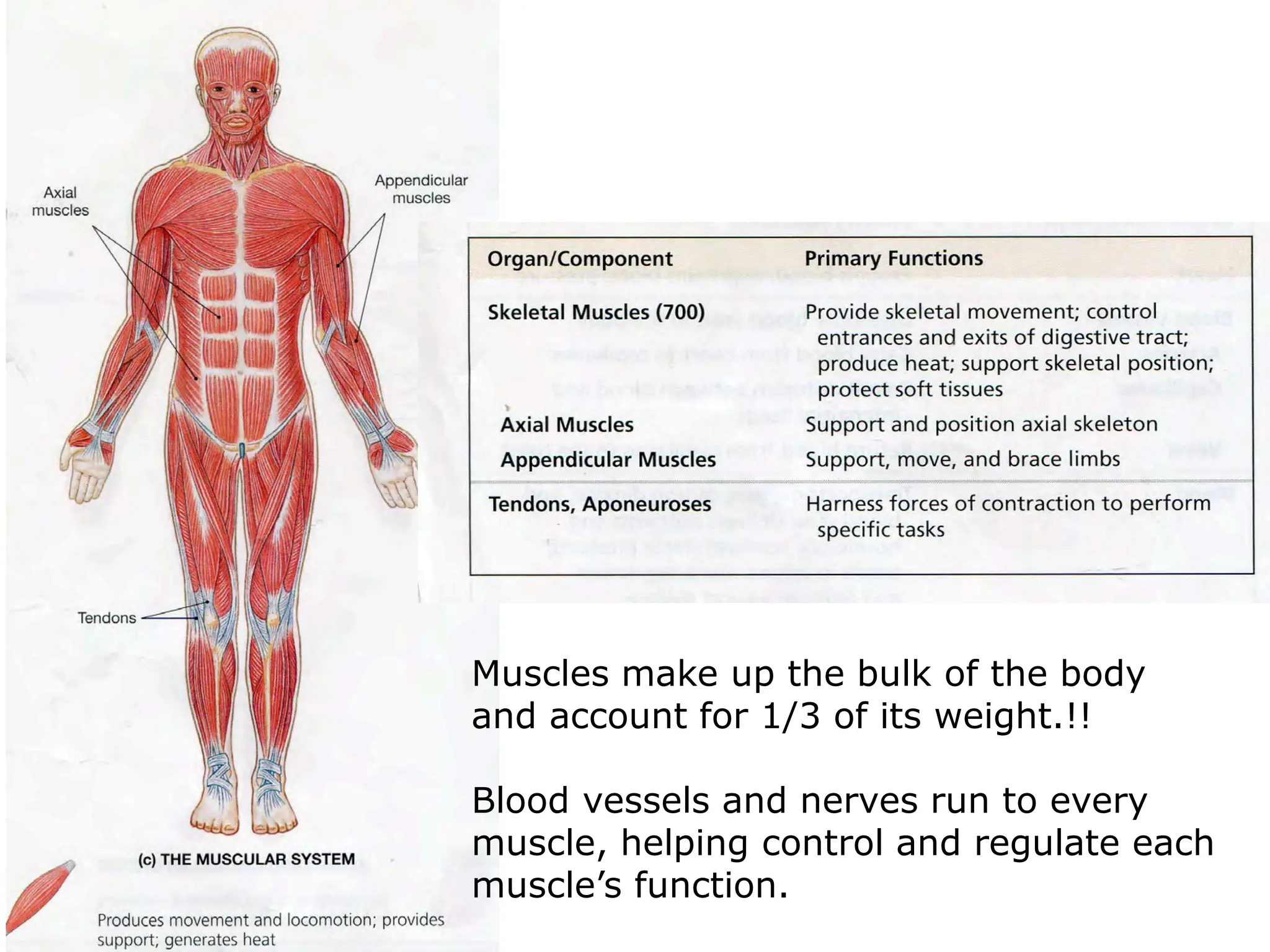 Muscular System............ Anatomy ang Physiology | PDF