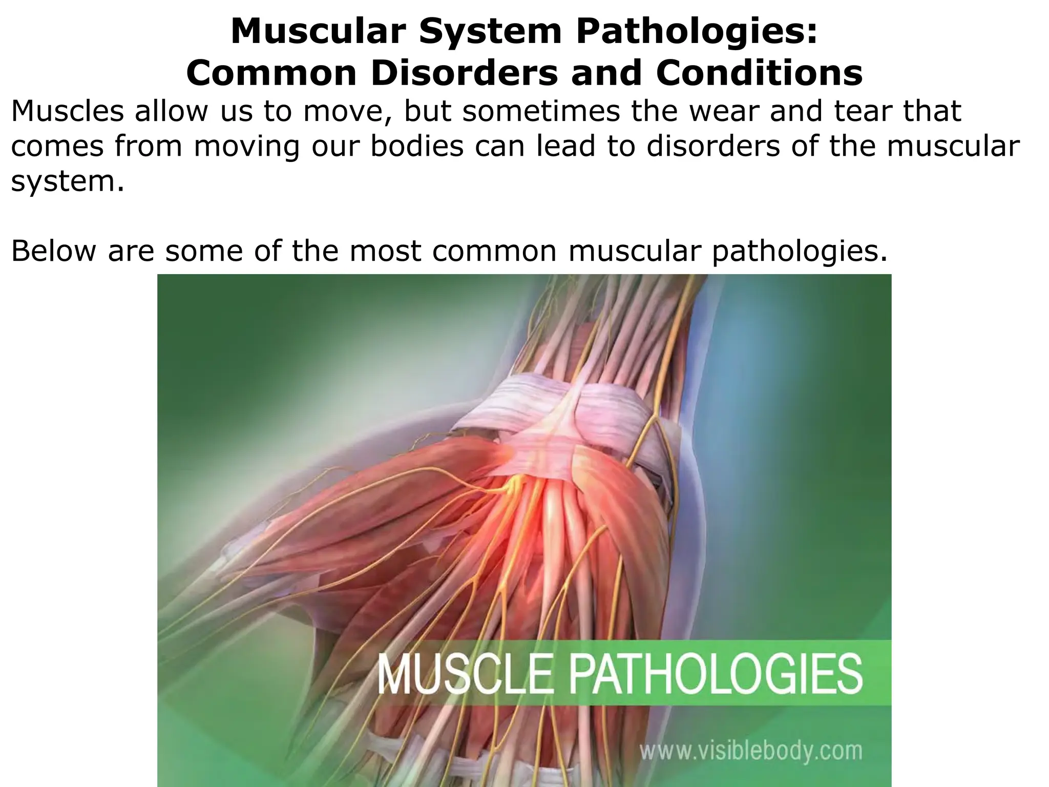 Muscular System............ Anatomy ang Physiology | PDF