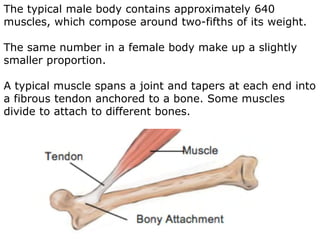Muscular System............ Anatomy ang Physiology | PDF