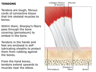 Muscular System............ Anatomy ang Physiology | PDF