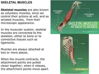 Muscular System............ Anatomy ang Physiology | PDF