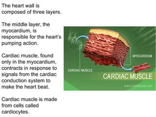 Muscular System............ Anatomy ang Physiology | PDF