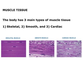 Muscular System............ Anatomy ang Physiology | PDF