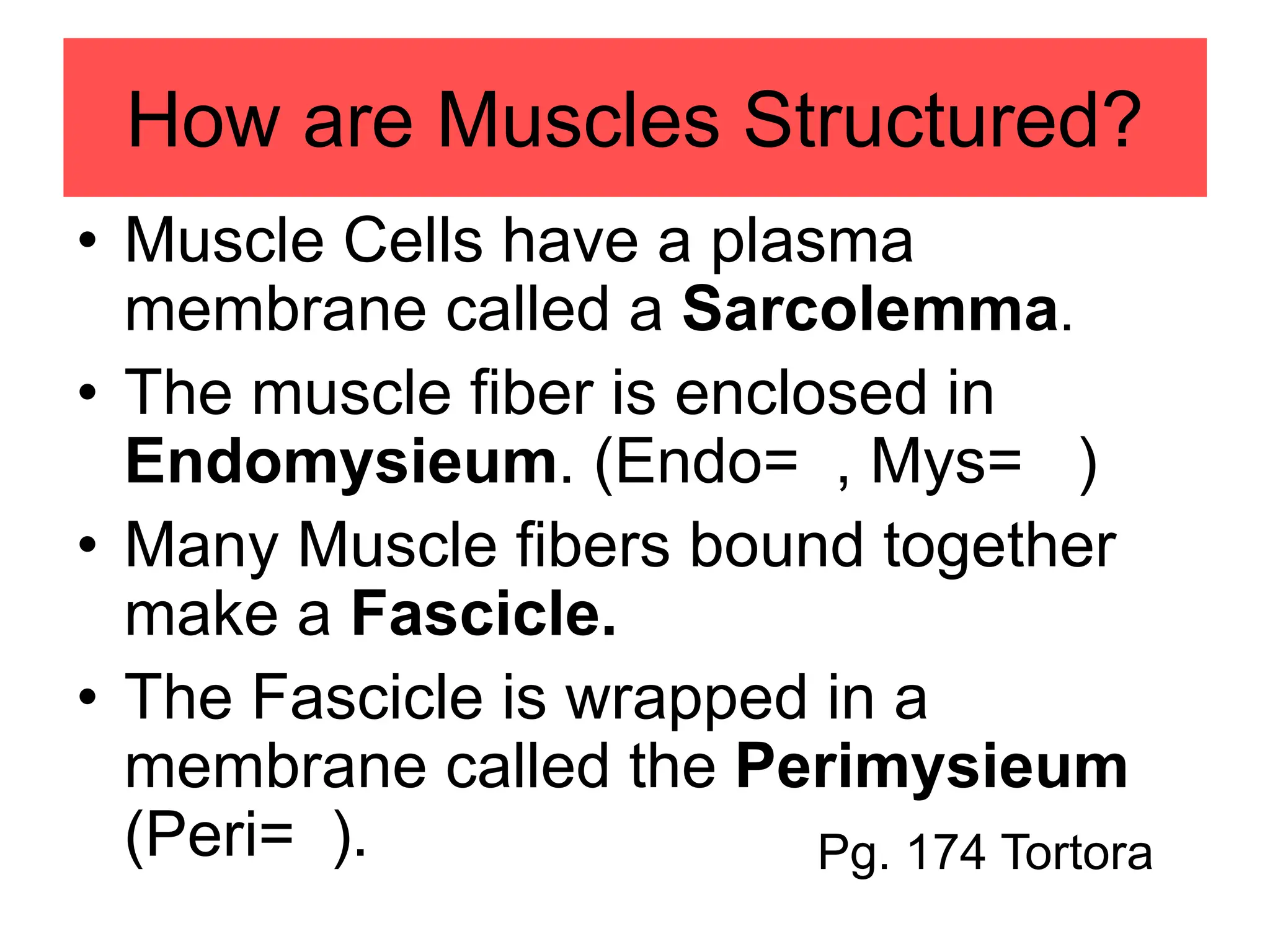 Muscular System of the Human Body232.ppt