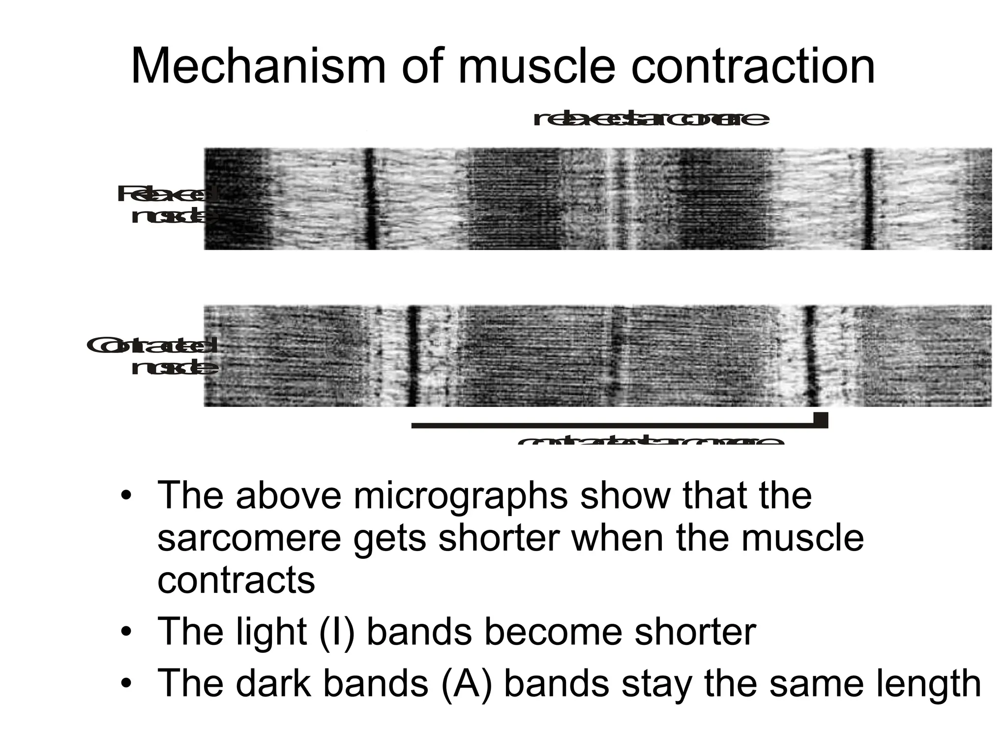 Muscular System of the Human Body232.ppt