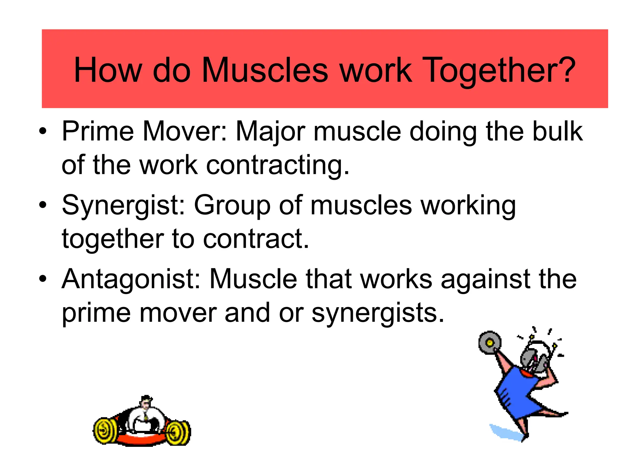 Muscular System of the Human Body232.ppt