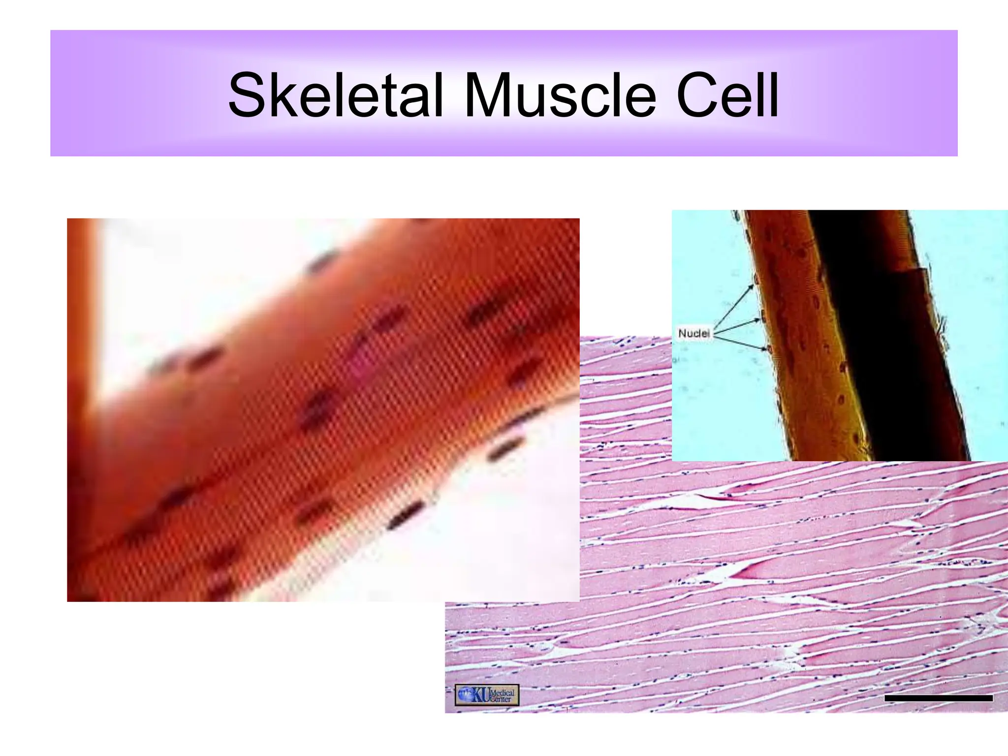 Muscular System of the Human Body232.ppt
