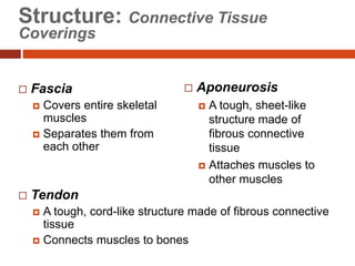 muscular system.ppt BSN YEAR 1 SEMESTER1 | PPT