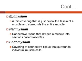muscular system.ppt BSN YEAR 1 SEMESTER1 | PPT