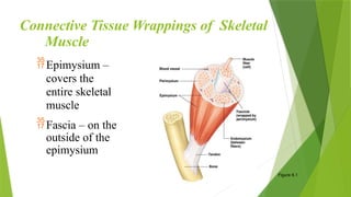 MUSCULAR SYSTEM.pptx, Human anatomy & physiology | PPTX